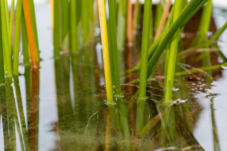 Koine Foundations – Resources for Learning Koine Greek (Biblical Greek ...